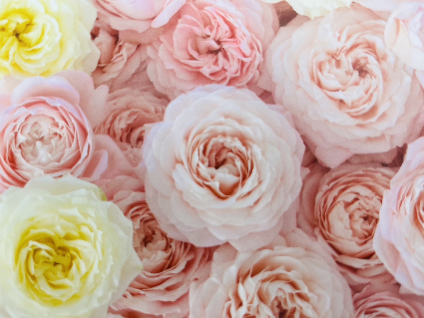 Roseな気分 NORI | 株式会社 誠工業